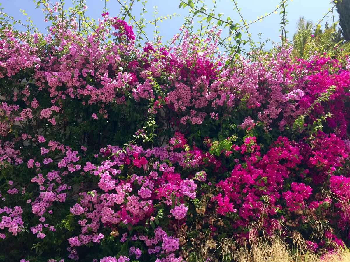 Buganvilla: descubre su amplia carta de colores