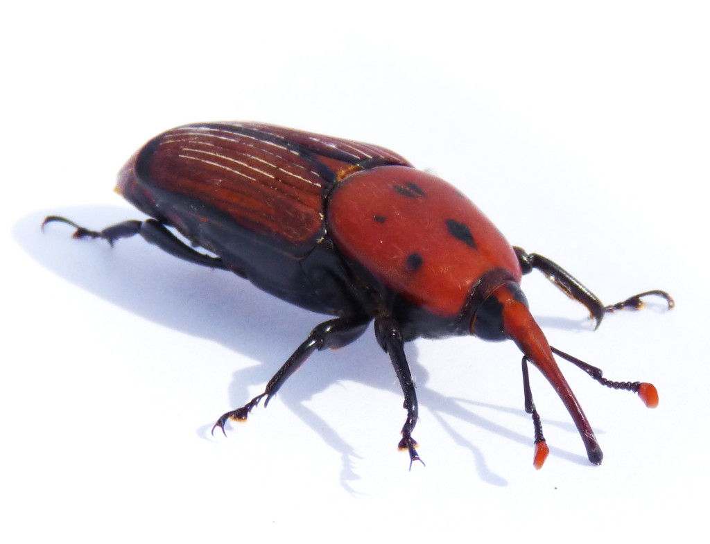 Picudo Rojo: la amenaza llega a Villanueva